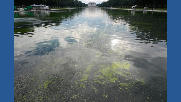 Green algae spotted in DC's Reflecting Pool days after completion of ...