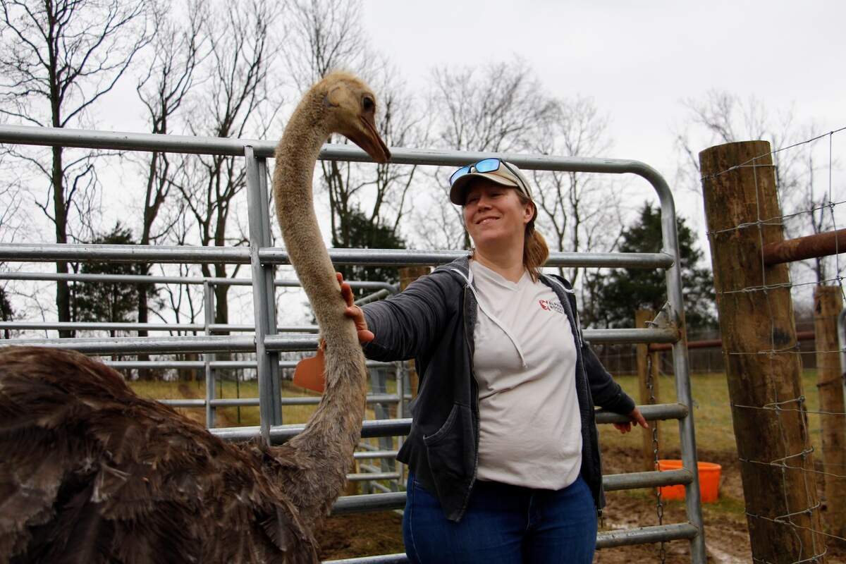 For Kentuckians allergic to beef, a new ostrich farm is 'rethinking ...