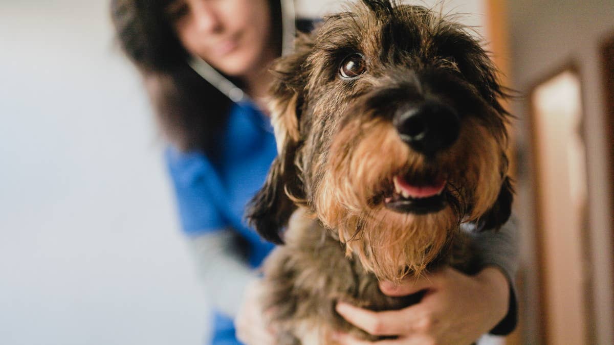 Veterinarian urges pet parents to watch for these 'New World screwworm ...