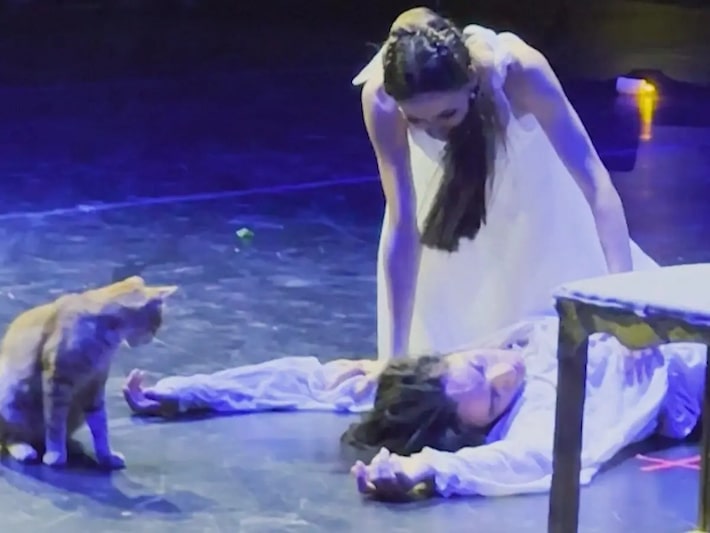 Gato invade palco de 'Romeu e Julieta', morde ator brasileiro e rouba a ...