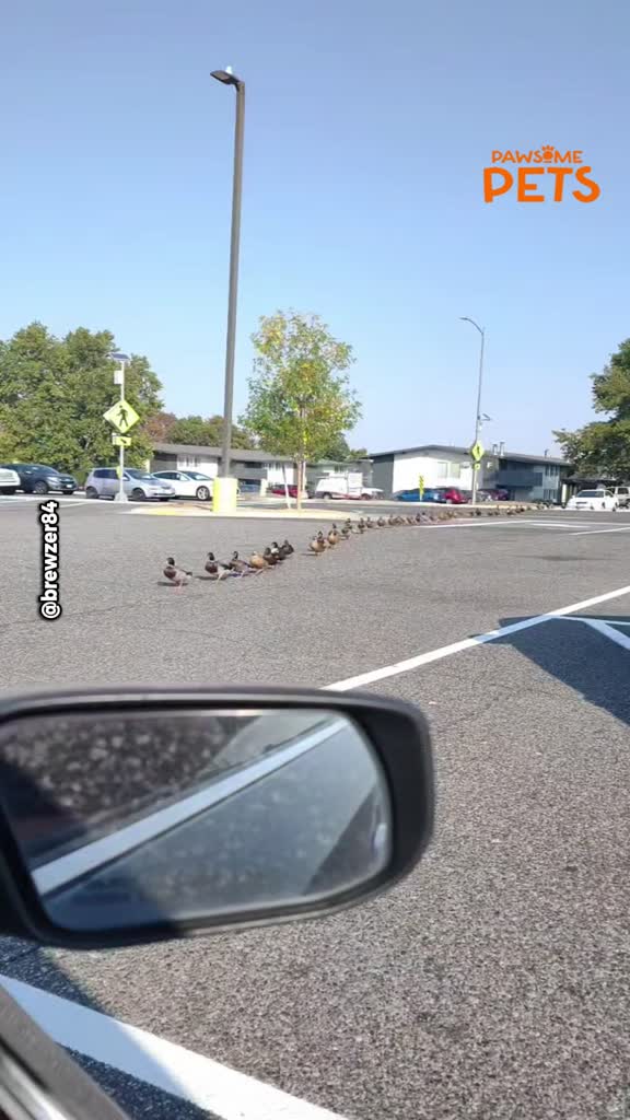 Drivers stopped for an unexpected road crossing
