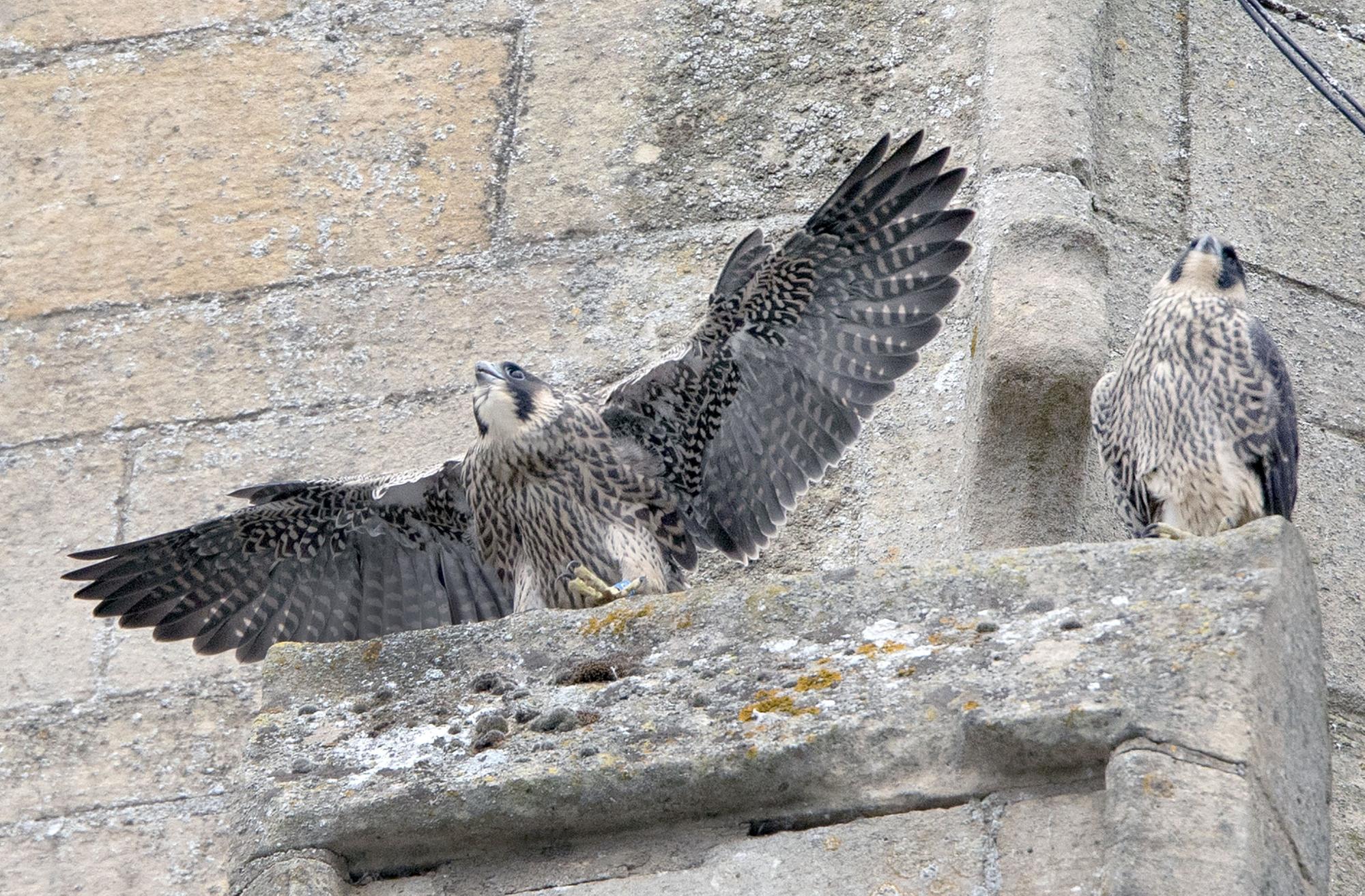 Kettering church peregrine chicks spread their wings as falcon family ...