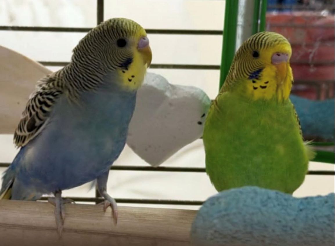 Budgies bring comfort and companionship to Rosewood Lodge