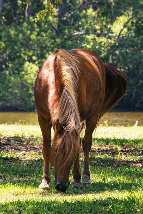 Wild Corolla stallion 'Surfer' dies after fatal kick