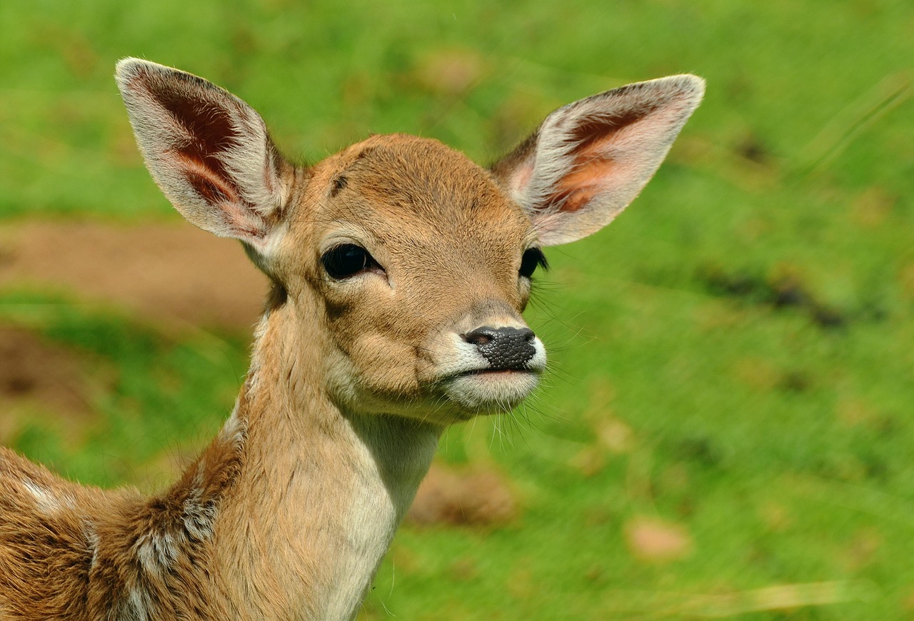Oregon is one ballot away from criminalizing hunting and fishing and ...