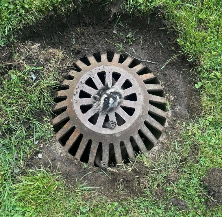 Officers rescue two raccoons trapped in drain