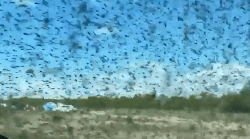 Biblical plague of mosquitoes strikes as tourists left hiding in their cars
