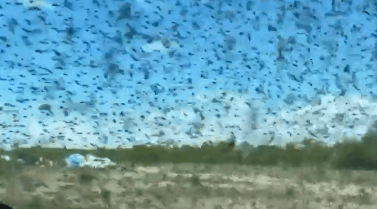 Biblical plague of mosquitoes strikes as tourists left hiding in their cars