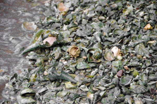 11 Florida beaches packed with stunning seashells and empty shores