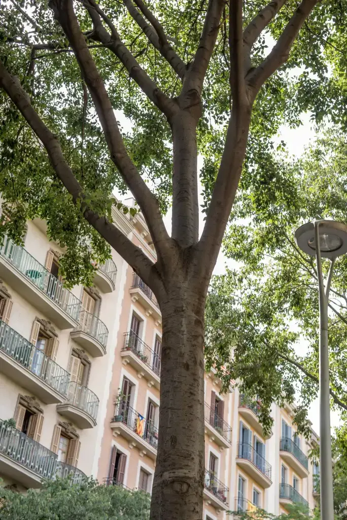 La regla de los tres árboles: el test que deberías hacer antes de ...