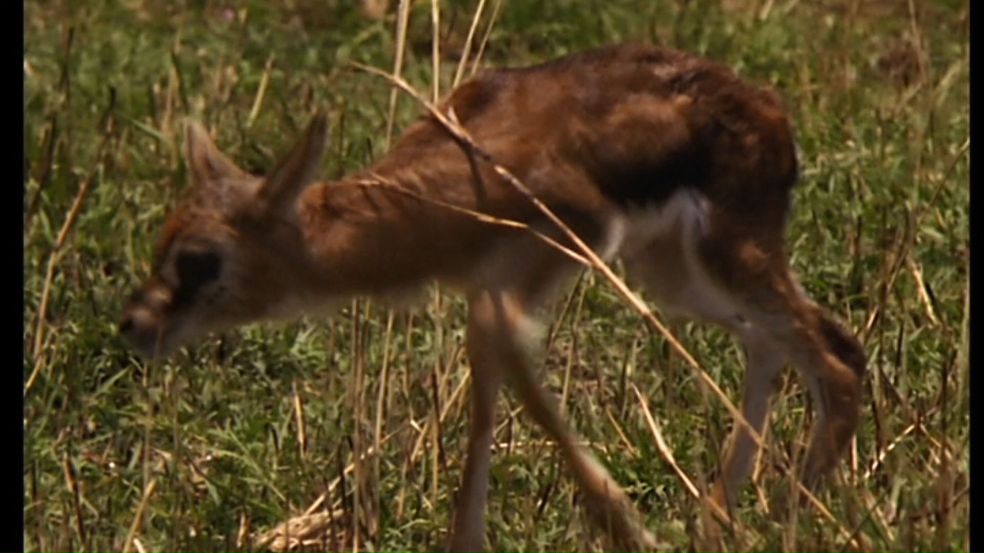 The baby gazelle