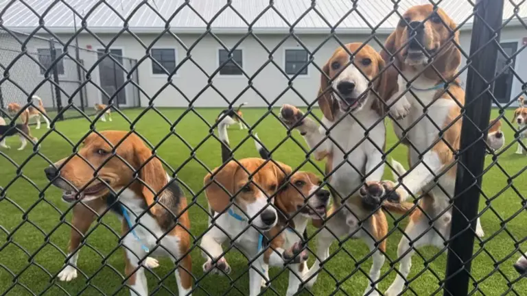 Another 325 beagles head to Big Dog Ranch Rescue as breeder winds down