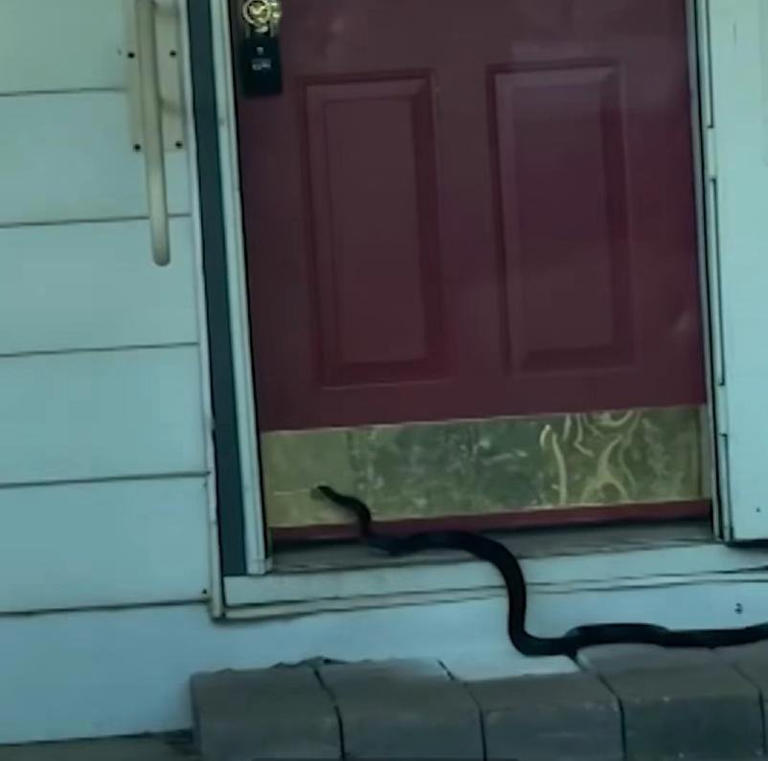 Watch: Real estate agent finds Arkansas house overrun with snakes