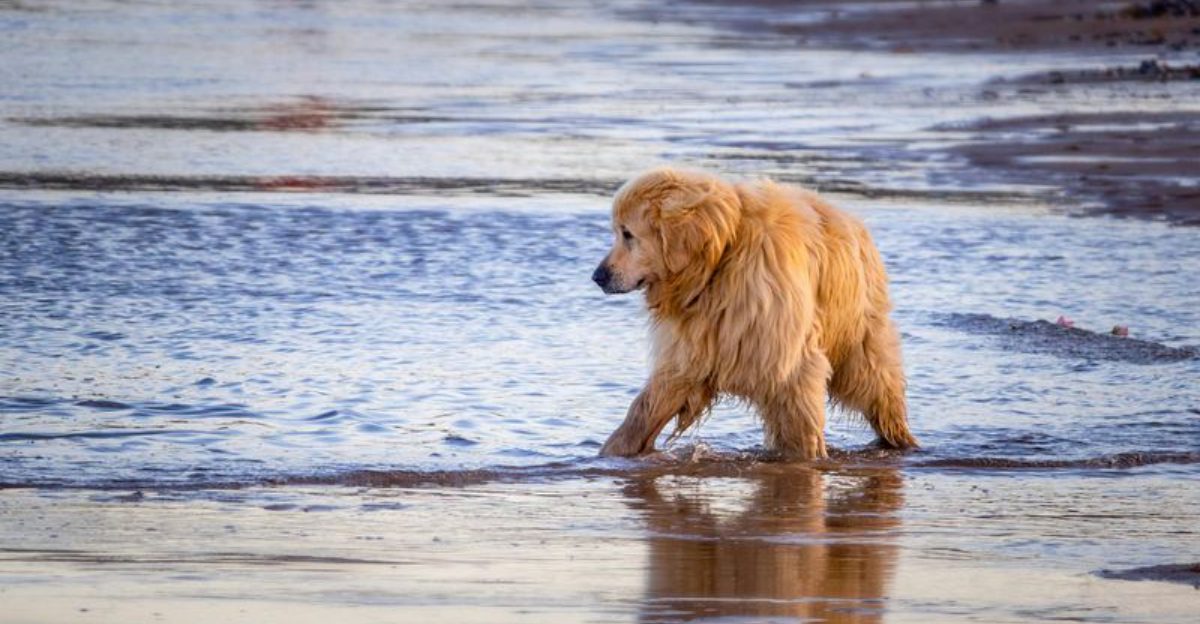 13 dogs that feel every emotion in the room – plus 3 that seem to ...