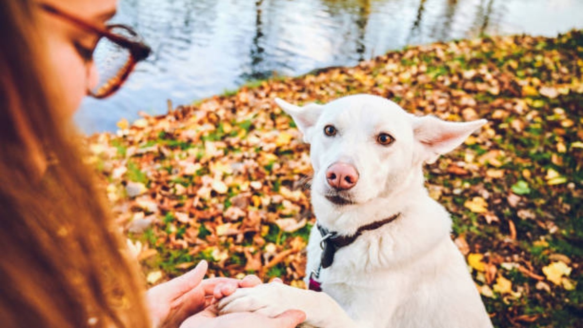 8 completely normal things dog owners do that make no sense to everyone ...