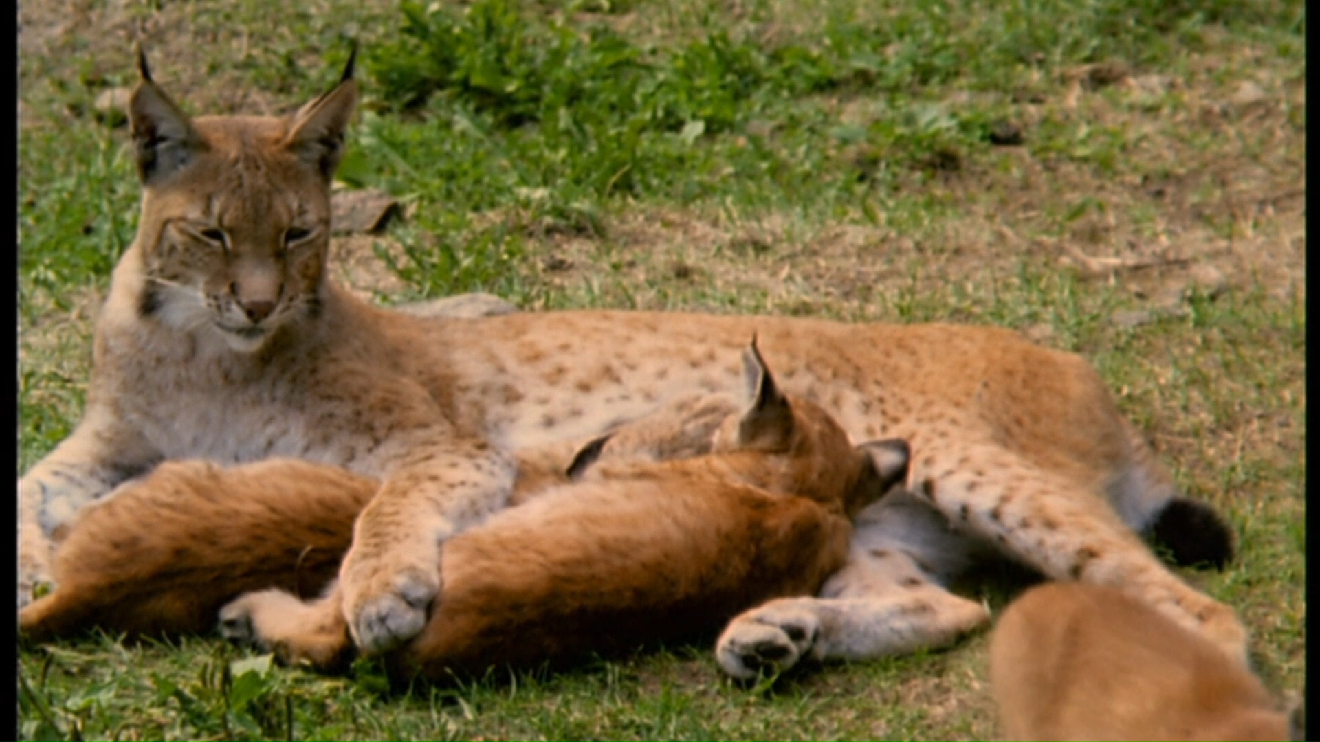 The baby lynx