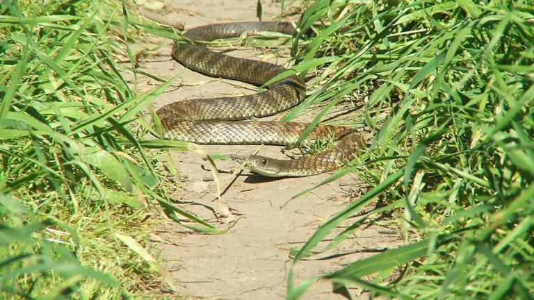 Tiger snake: The venomous Australian reptile that thrives in diverse ...