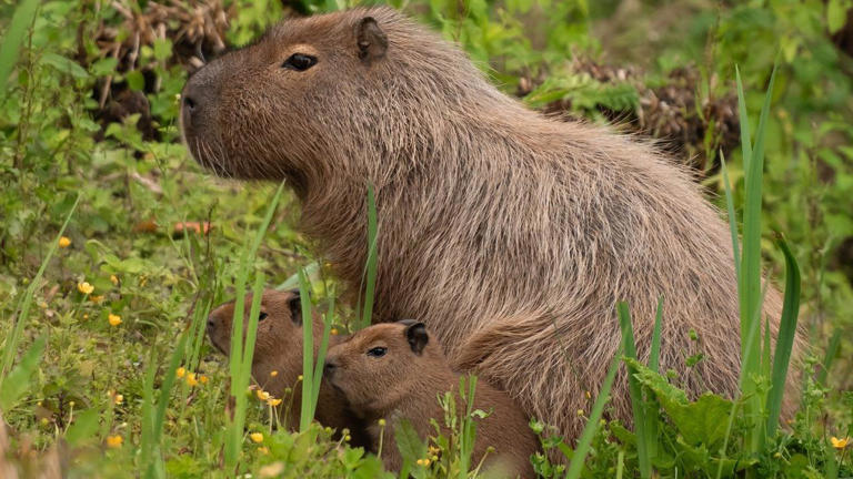 Jersey Zoo celebrates two new capybara births