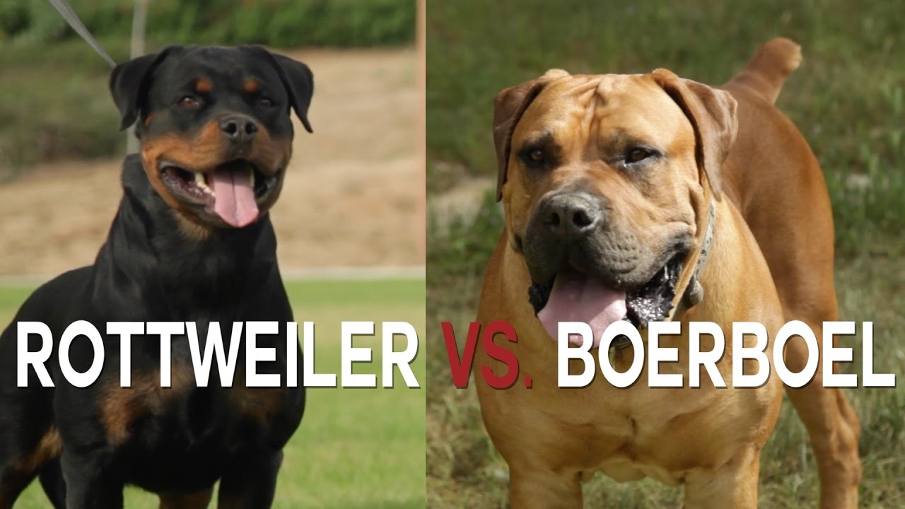 Rottweiler vs Boerboel - A battle of big dogs