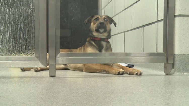 SPCA launches 'Waived Fee Wednesdays'