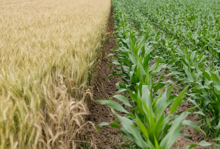 Unique little known strategy to protect delicate crops from strong winds