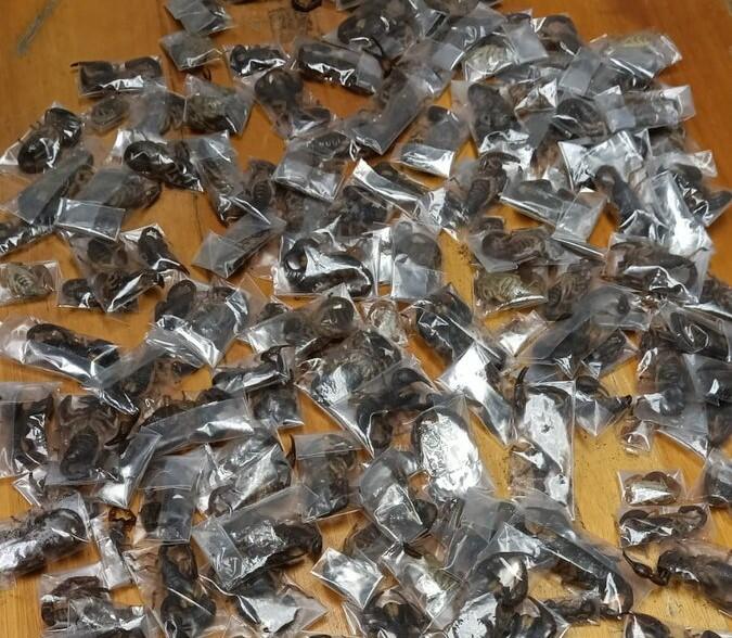 Smuggler caught trafficking 150 venomous scorpions at airport
