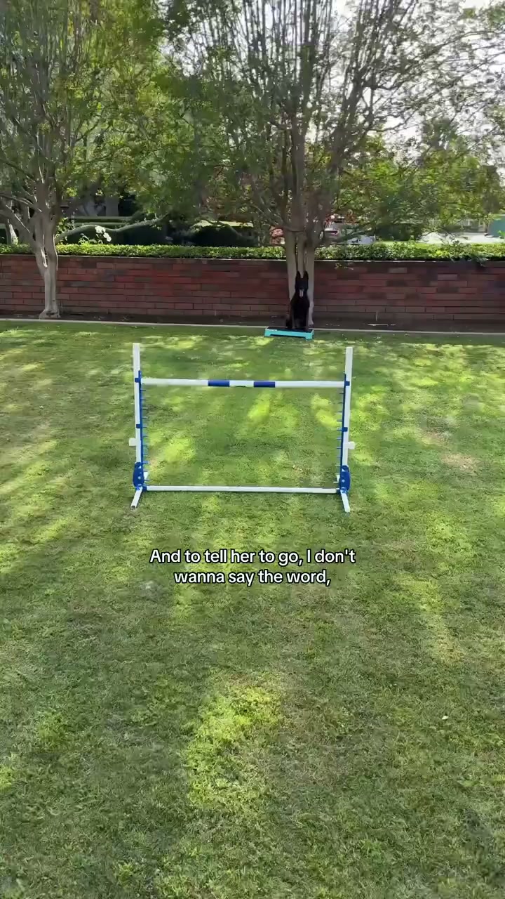 Field obedience training with my high energy Malinois