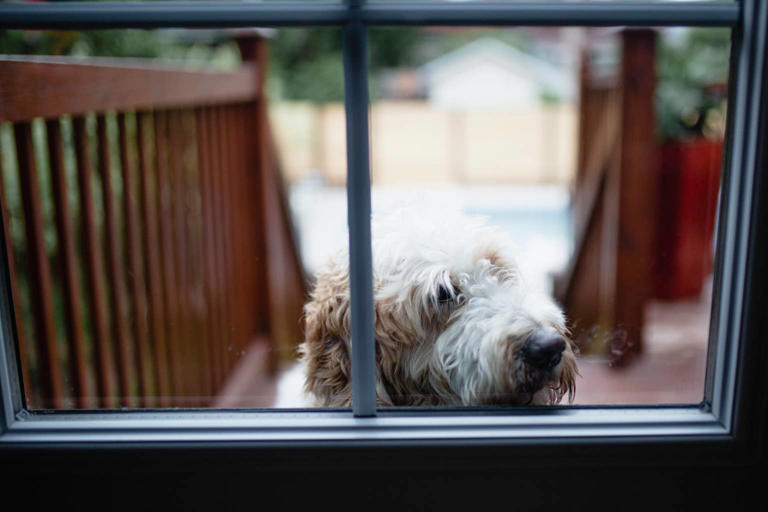 Amazon driver snaps priceless photo of dog losing it behind glass door
