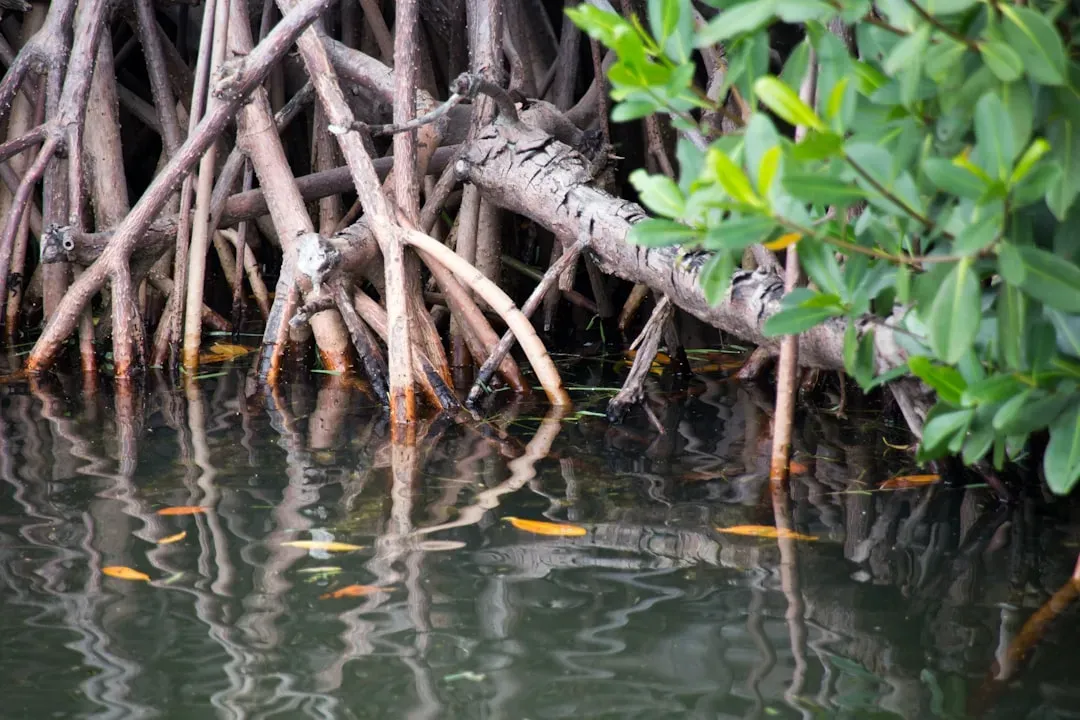 How seasonal storms are reshaping coastal wildlife habitats