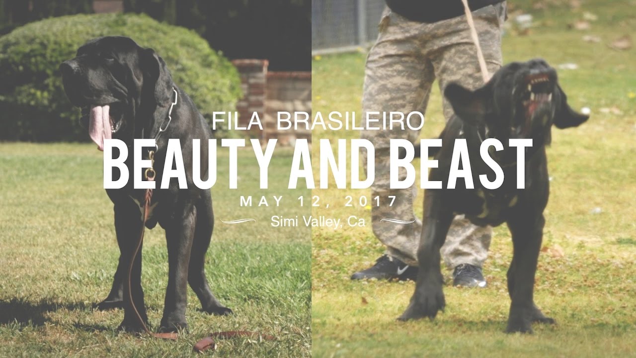 Fila Brasileiro a beauty and a beast