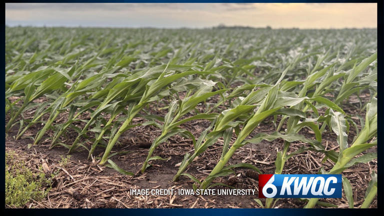 How long can flooded crops survive? Iowa State experts share recovery ...