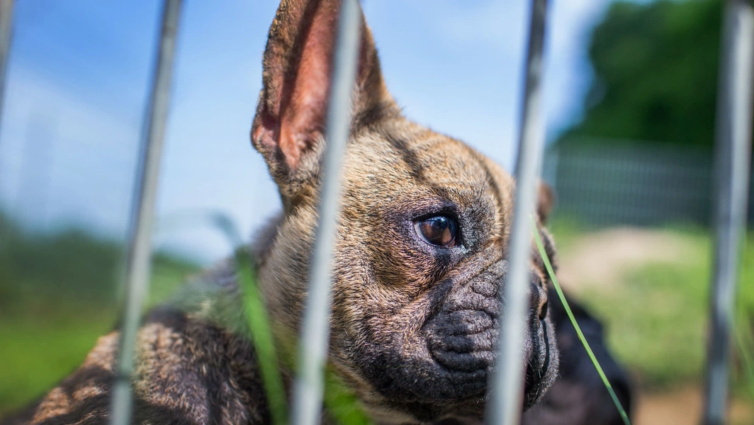 7 rescue dogs who proved love sees no flaws