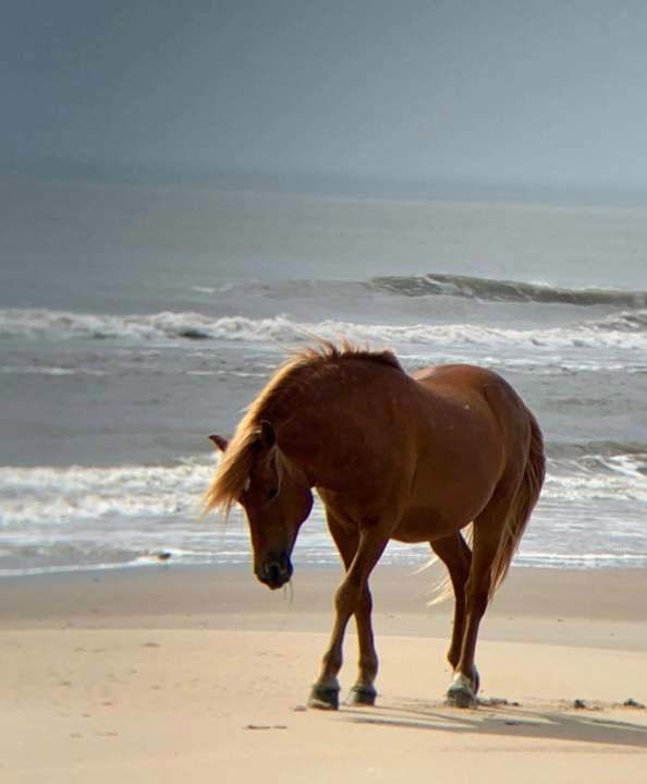 Wild Corolla stallion 'Surfer' dies after fatal kick