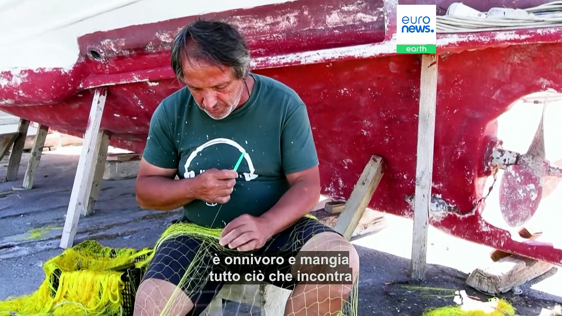 Pesce palla invasivo devasta il Mediterraneo: allarme tra i pescatori ...