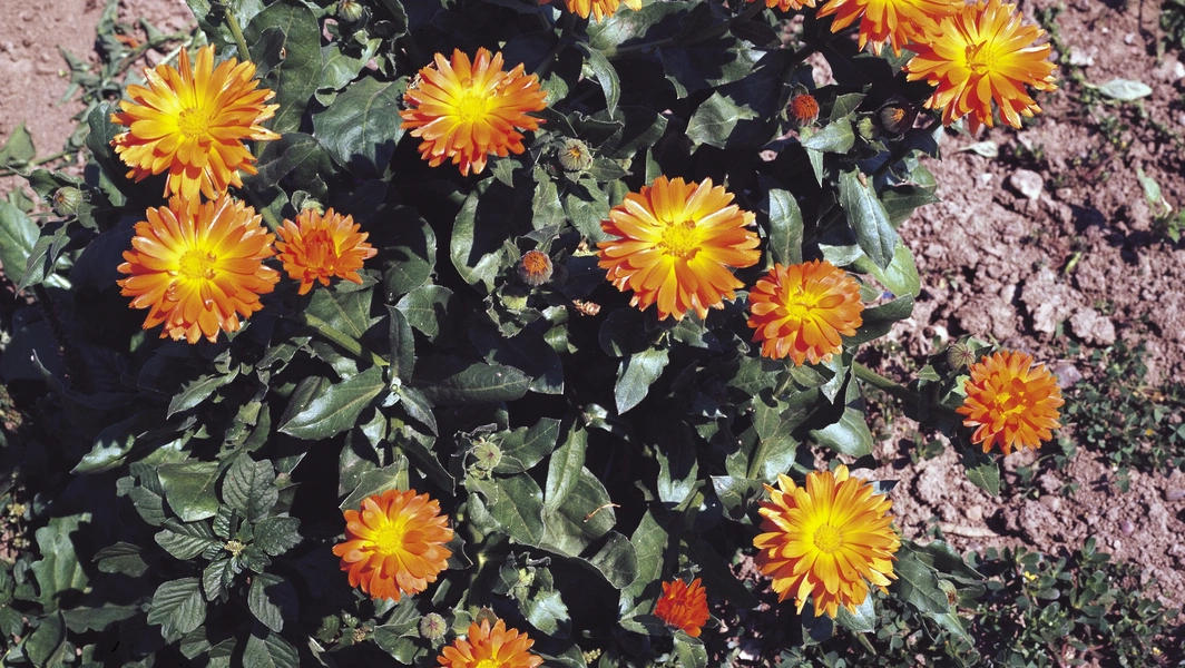 Marigold magic for a thriving garden