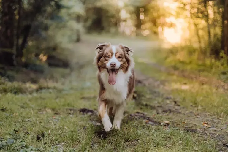 6 dog breeds vets fearfully warn senior owners to reconsider before ...