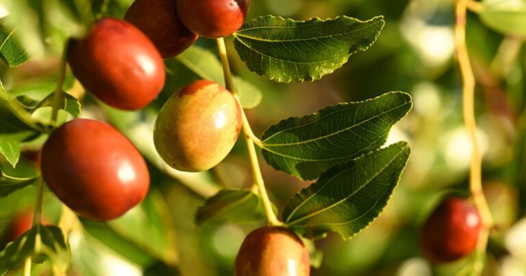 Cet arbre produit 30 kg de fruits par an sans une goutte d’eau