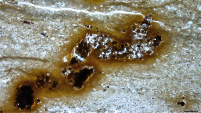 Scientists thought these 540-million-year-old fossils were early animal ...