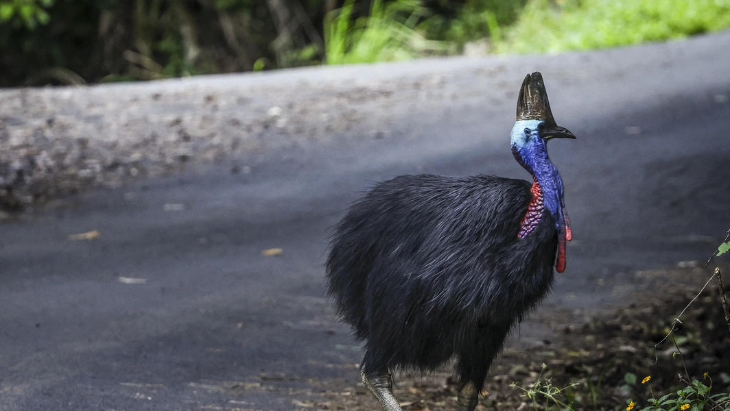 Cassowary facts, behavior, and conservation