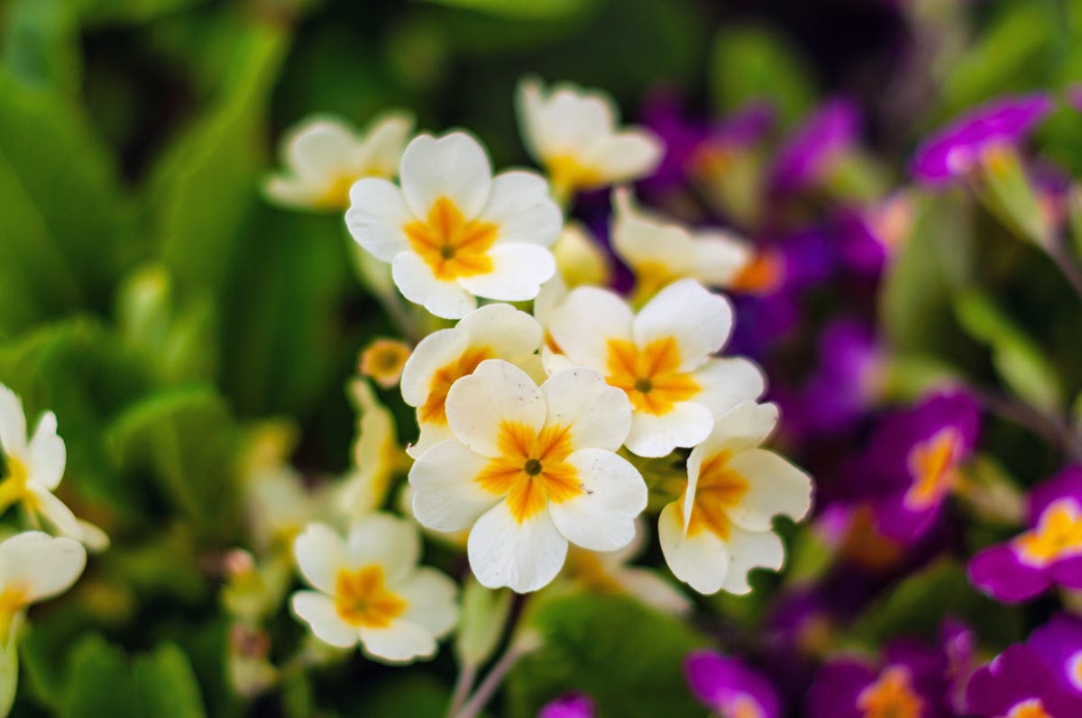 7 native plants that bring birds, bees & butterflies to your garden ...