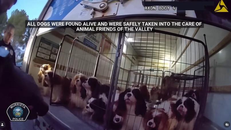 33 dogs rescued from truck in Riverside County