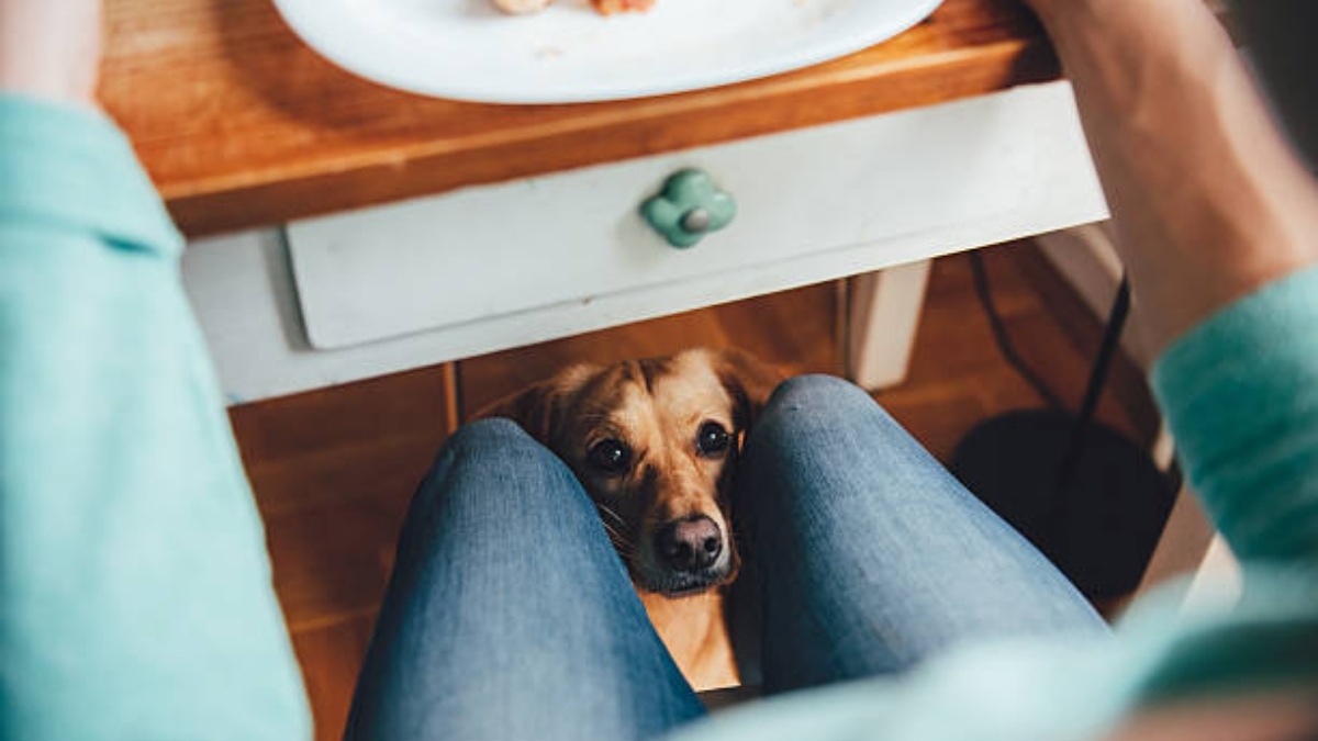 What does it really mean when your dog stares at you?