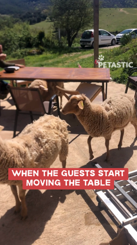Three sheep interrupt an al fresco meal in France unexpectedly