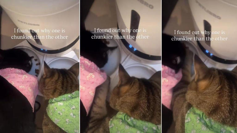 Owner finally understands why one cat is 'chunkier' than the other