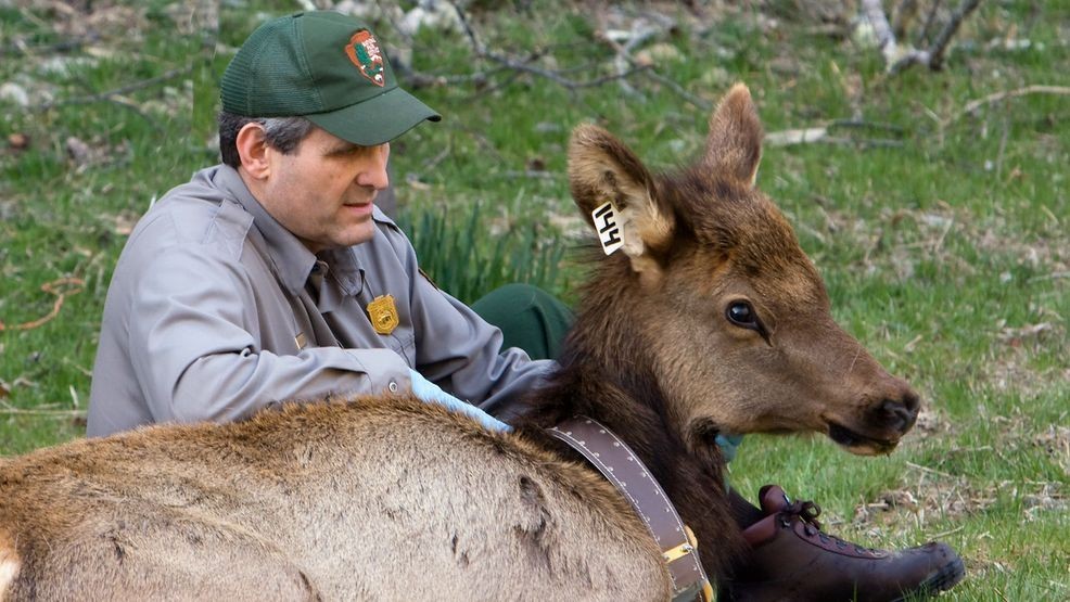 Photos: Meet the man who led elk reintroduction in Great Smoky ...