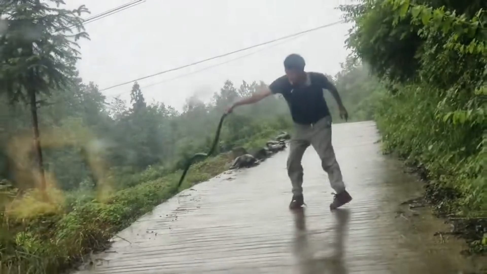 Driver grabs metre-long snake with bare hands after it blocks road