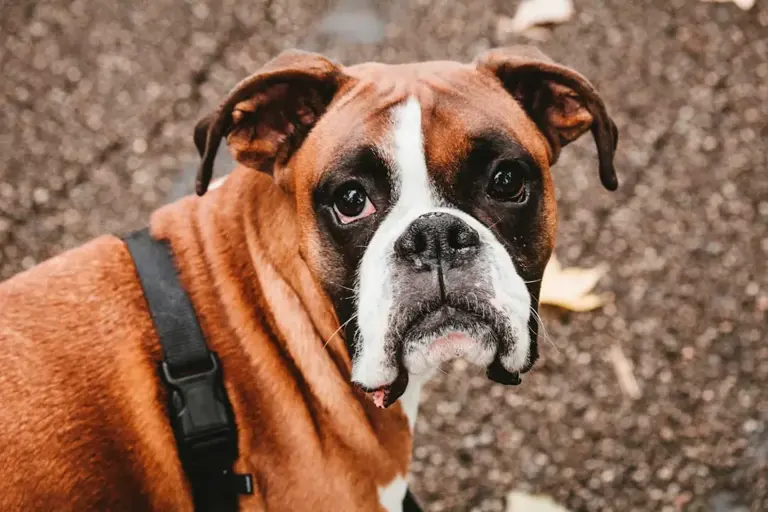 6 dog breeds vets fearfully warn senior owners to reconsider before ...