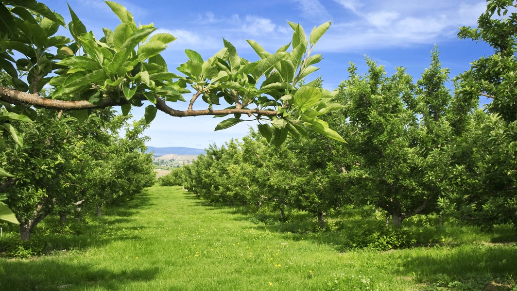Your friendly guide to thriving fruit trees