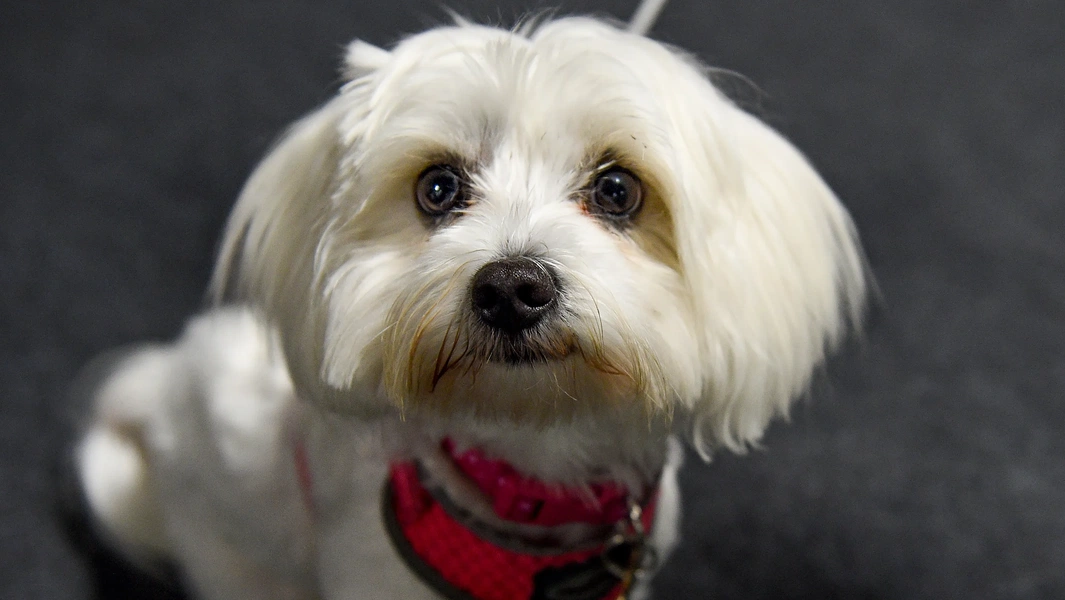 14 dog breeds ideal for quiet, introverted owners