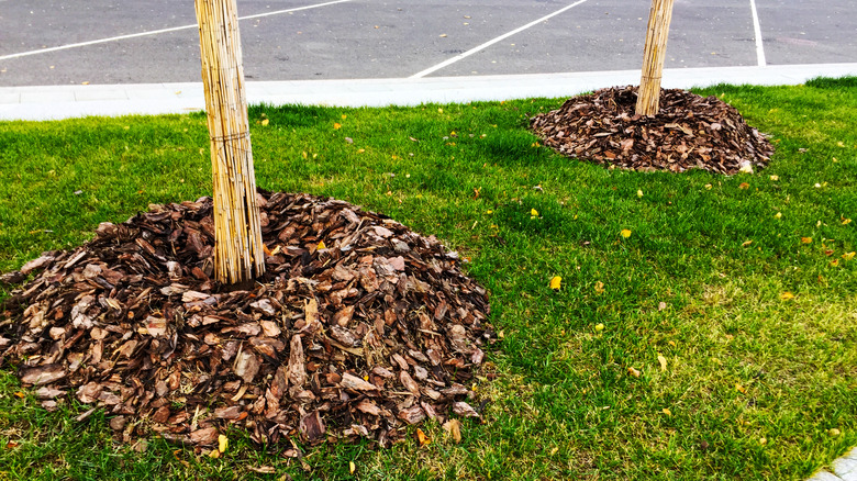 Common mulching mistakes you're making in your garden